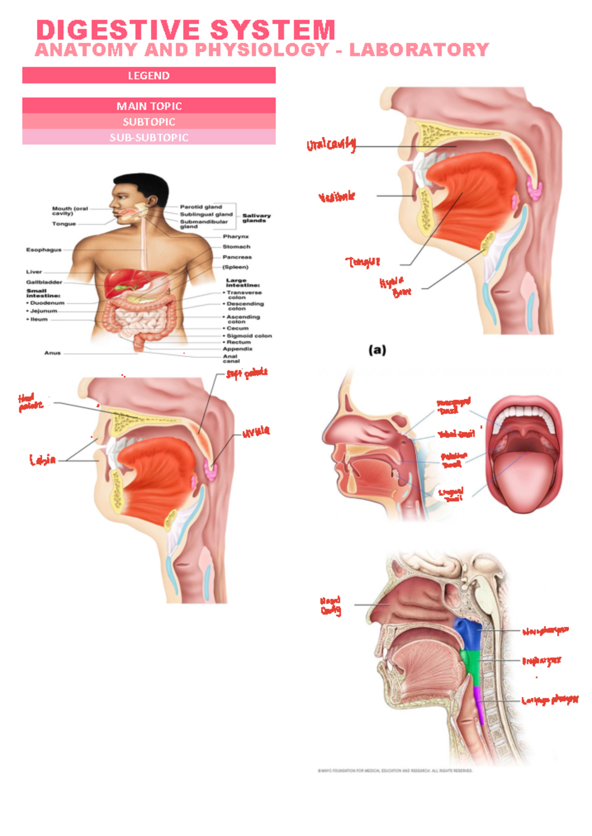 Anaphy LAB Module 9 - Anatomy - ANATOMY AND PHYSIOLOGY - LABORATORY ...
