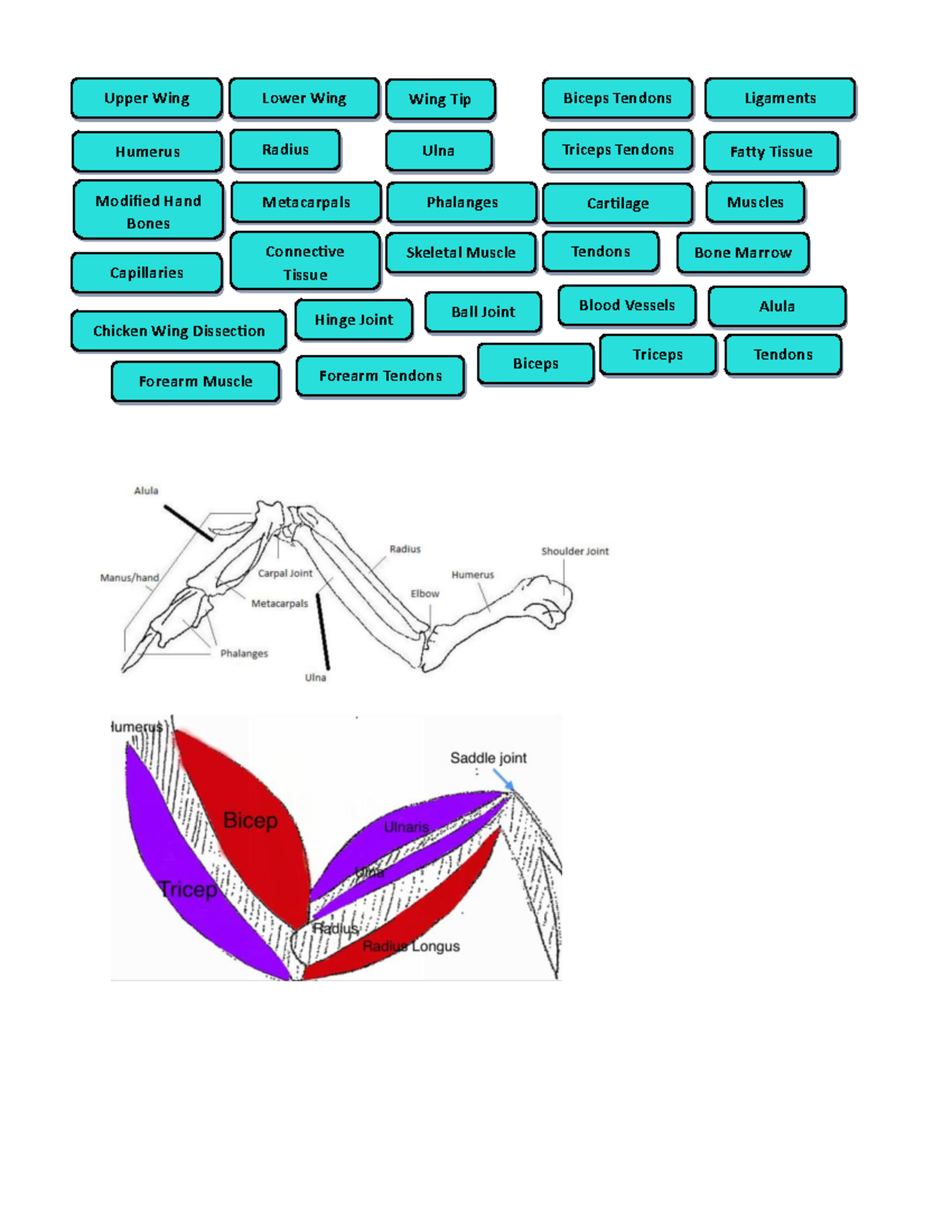 Chickwing Dissection - alalla - BIO100 - Upper Wing Lower Wing Wing Tip ...