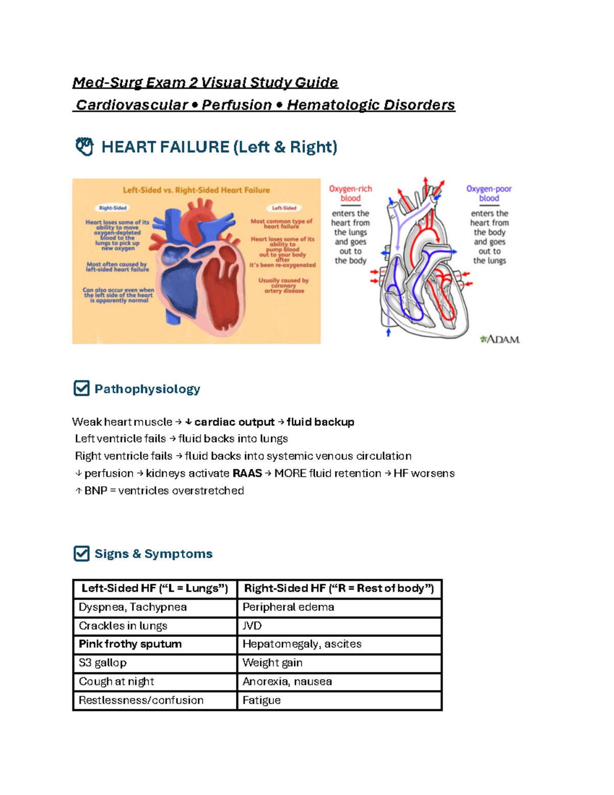Med-Surg Exam 2 Visual Study Guide: Cardiovascular & Hematologic ...
