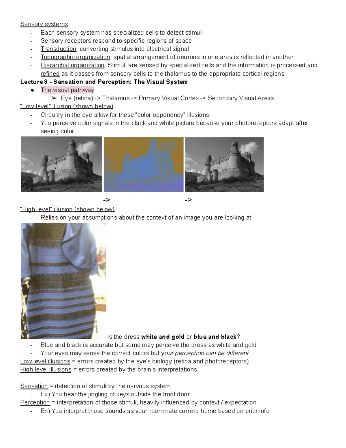 Lecture 8: Sensory Systems and the Visual Pathway (PSY 101) - Studocu