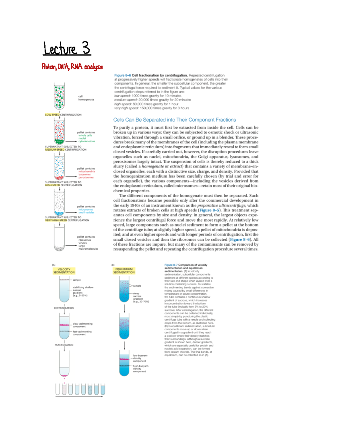 Exam 1 Study Notes: Centrifugation & Cell Fractionation Techniques ...