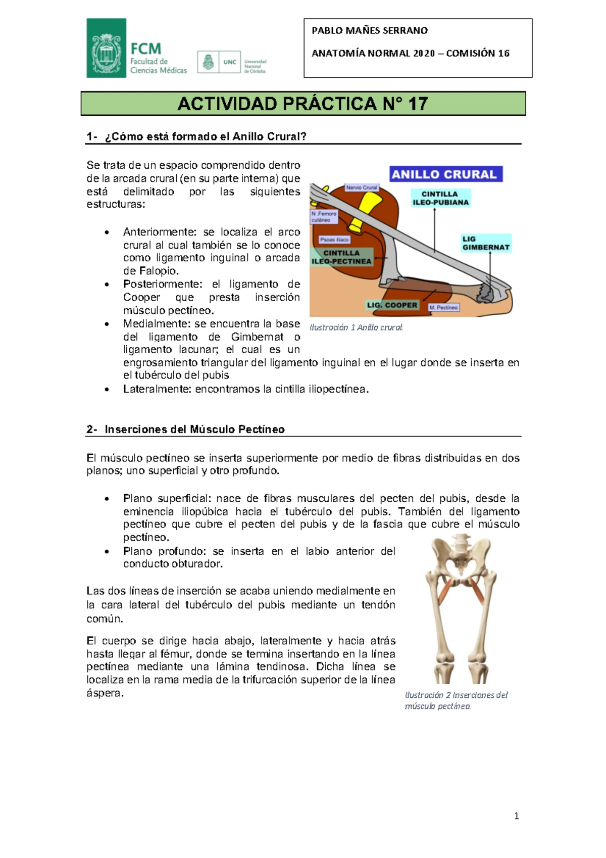 Región Cigomática - Anatomía y Límites Estructurales - Studocu