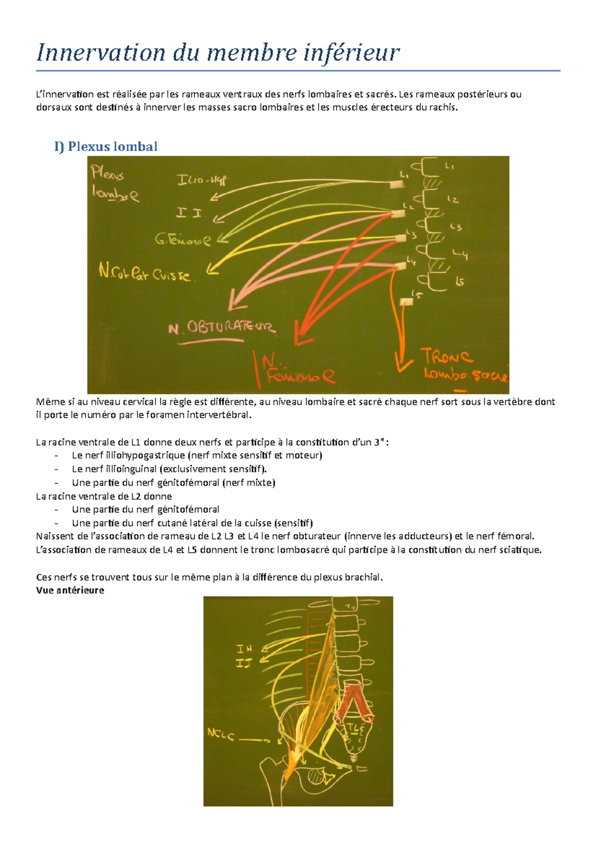 Innervation du membre inférieur - Innervation du membre est par les ...