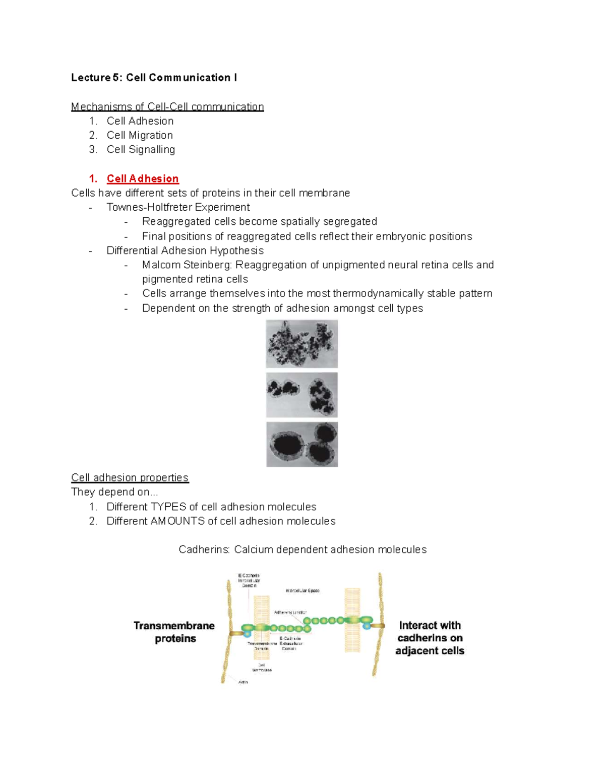 DevBio Lecture Notes: Cell Communication & Fertilization (Lectures 5-8 ...