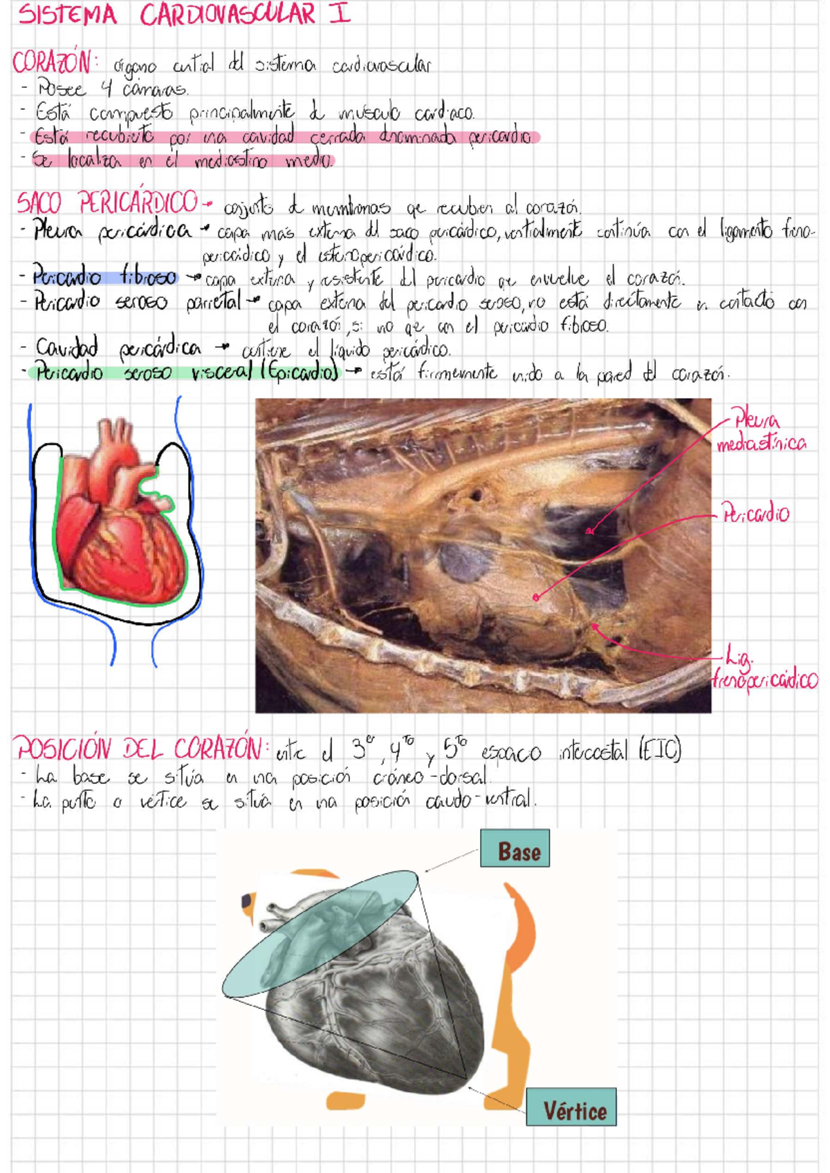 Sistema Cardiovascular I: Estructura y Función del Corazón - Studocu