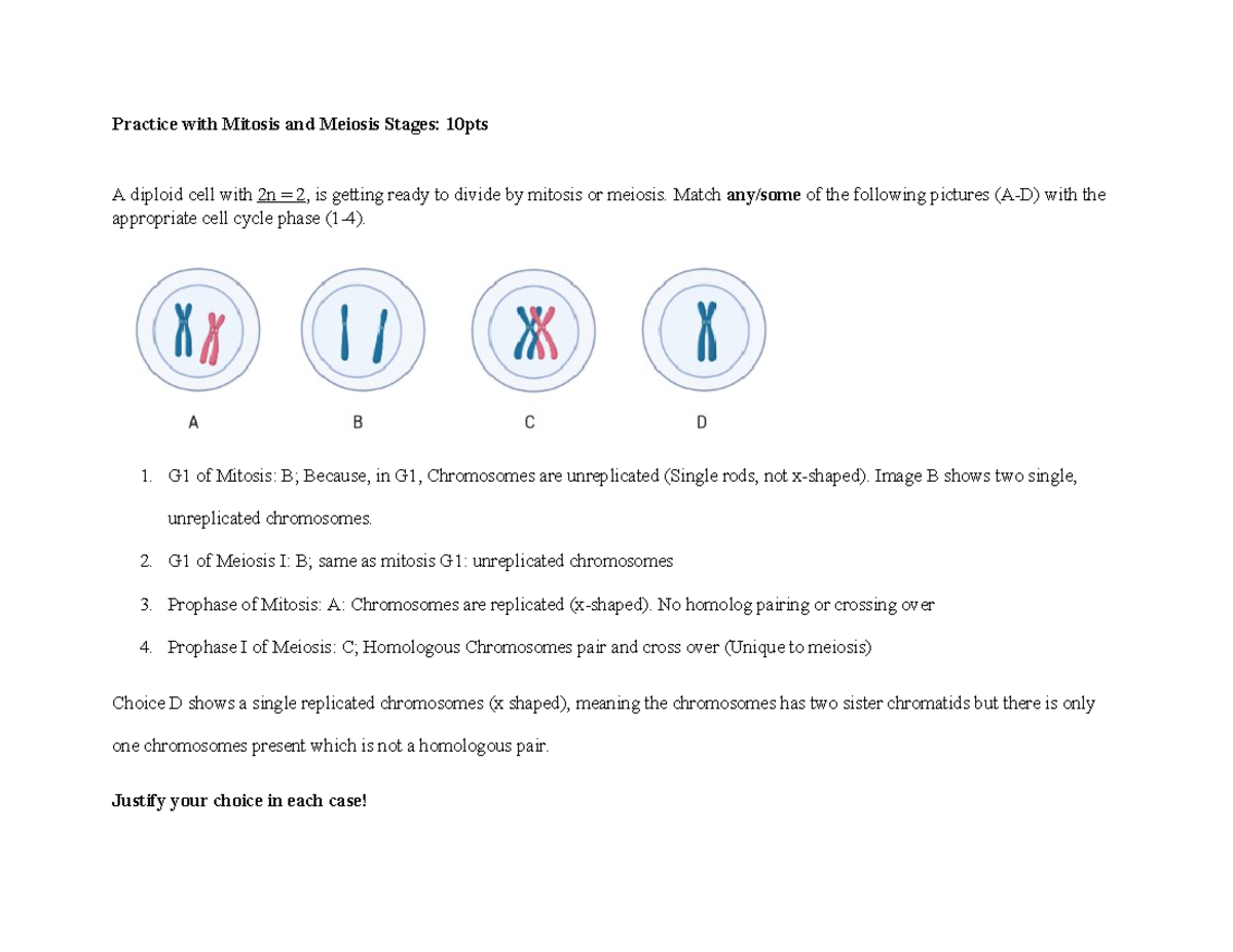 Mitosis & Meiosis Stages Practice: 10pts Guide - Studocu