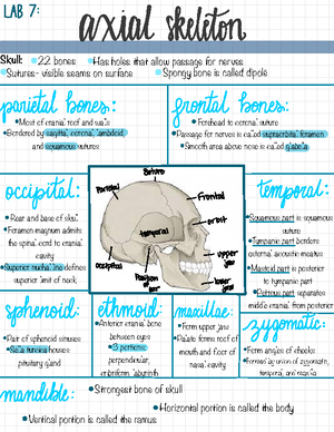 Body regions handout - Activity 1: Locating Body regions Label the ...