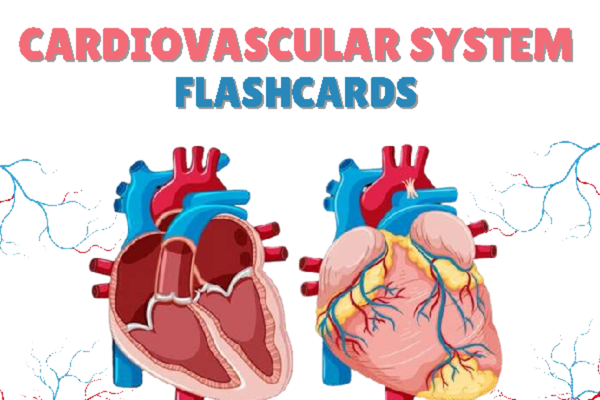 Digital Flashcards for Cardiovascular System Overview (CARDIO 101 ...