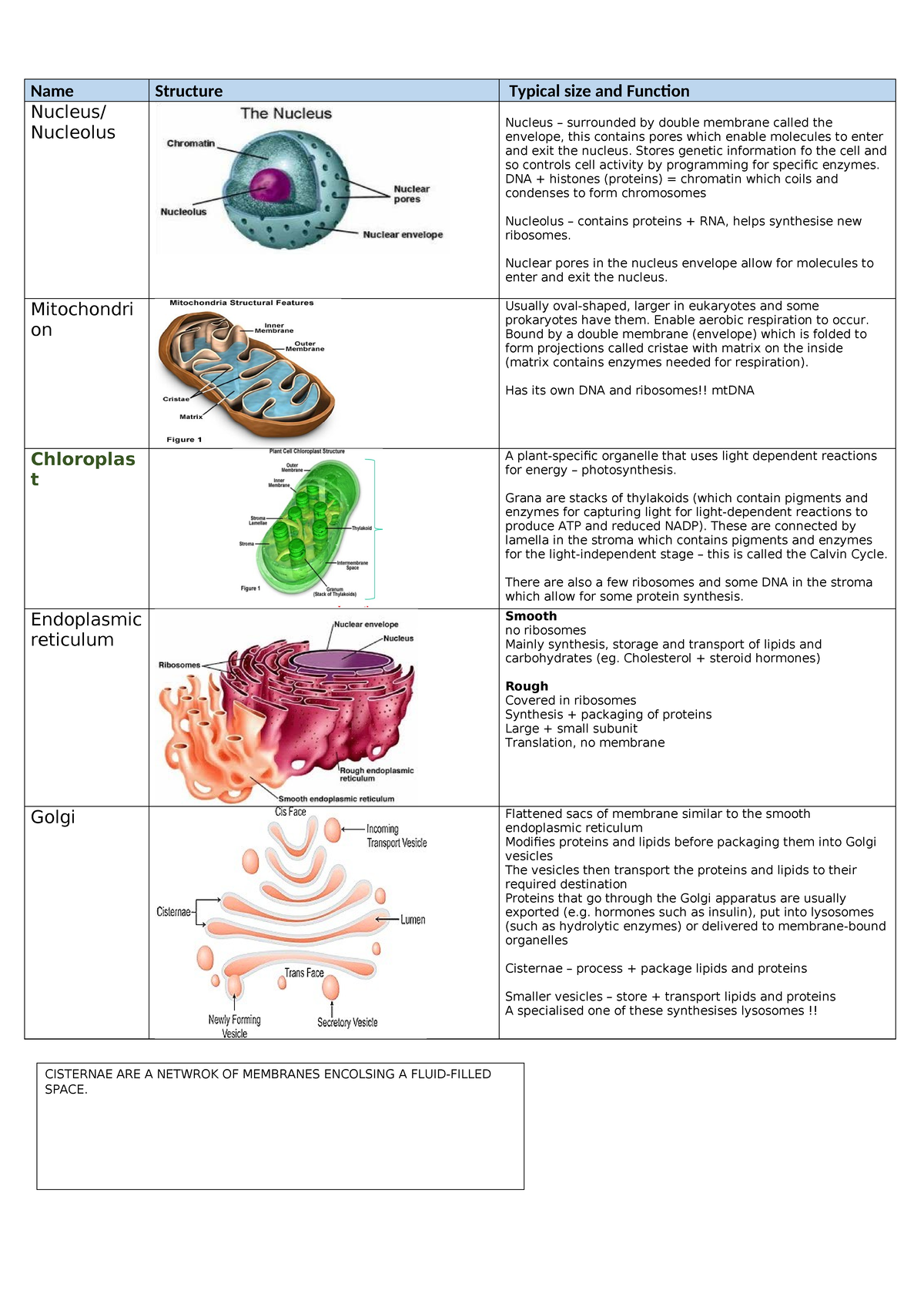 Cell Components Overview: Structure, Function & Size (BIO101) - Studocu