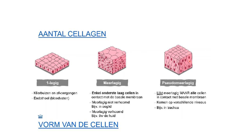 Practicum 1: Meerlagig en Pseudomeerlagig Epitheel - GHENT UNIVERSITY ...