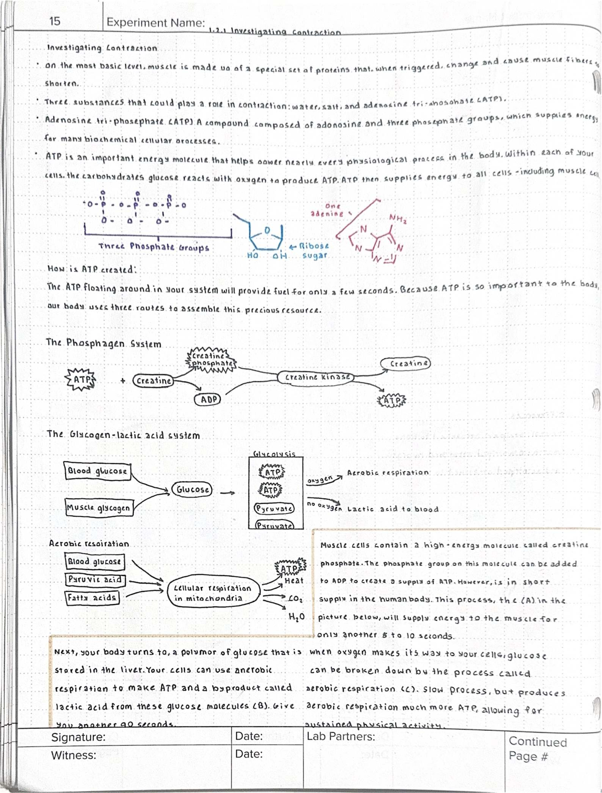 Investigating Muscle Contraction and ATP Production (BIO 101) - Studocu