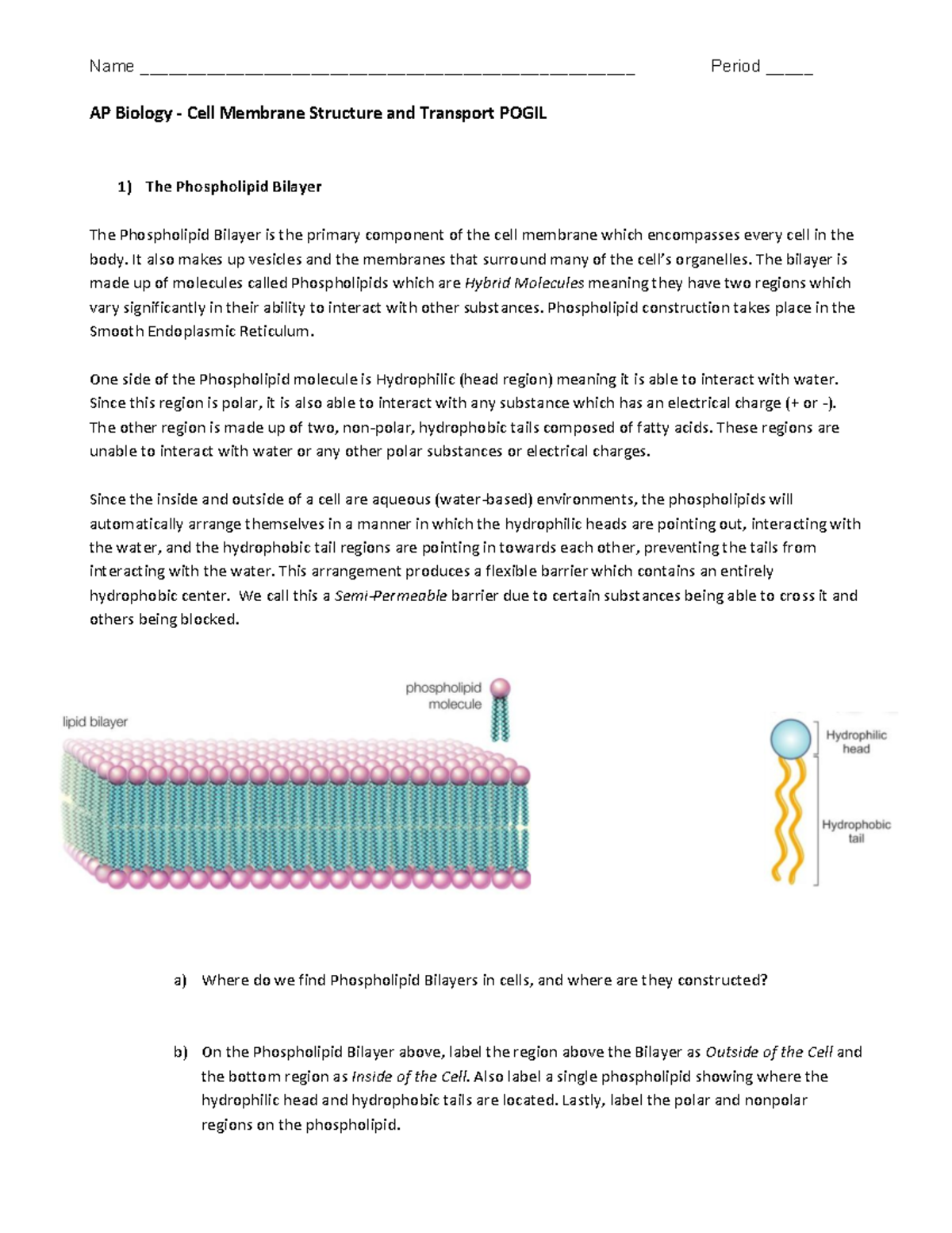 AP Biology - Cell Membrane Structure & Transport POGIL Notes - Studocu