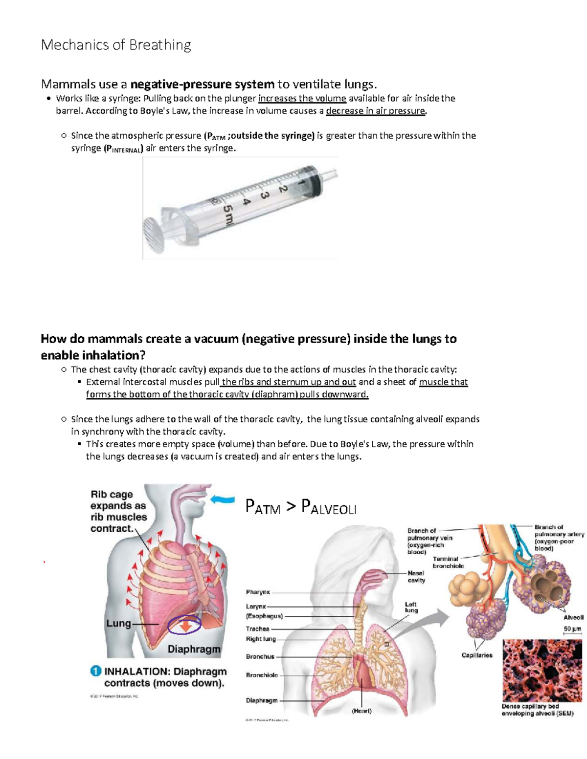 Understanding the Mechanics of Mammal Breathing: A Detailed Overview ...