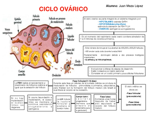 Código mater - TRIAGE OBSTÉTRICO, CÓDIGO MATER Y EQUIPO DE RESPUESTA ...