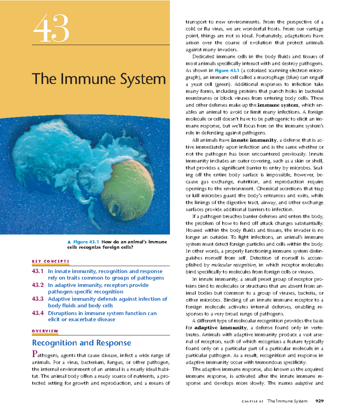 Chapter 43: The Immune System - Key Concepts and Mechanisms - Studocu