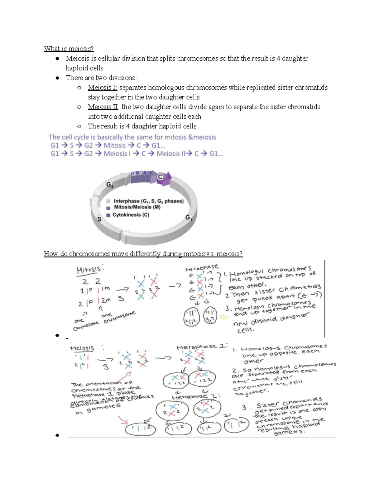 Bio 101 Exam 3 Study Sheet: Meiosis Overview & Genetic Variation - Studocu