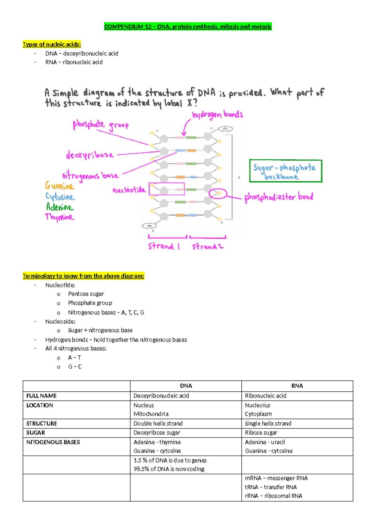COMPENDIUM 12: DNA, Protein Synthesis, Mitosis & Meiosis Overview - Studocu