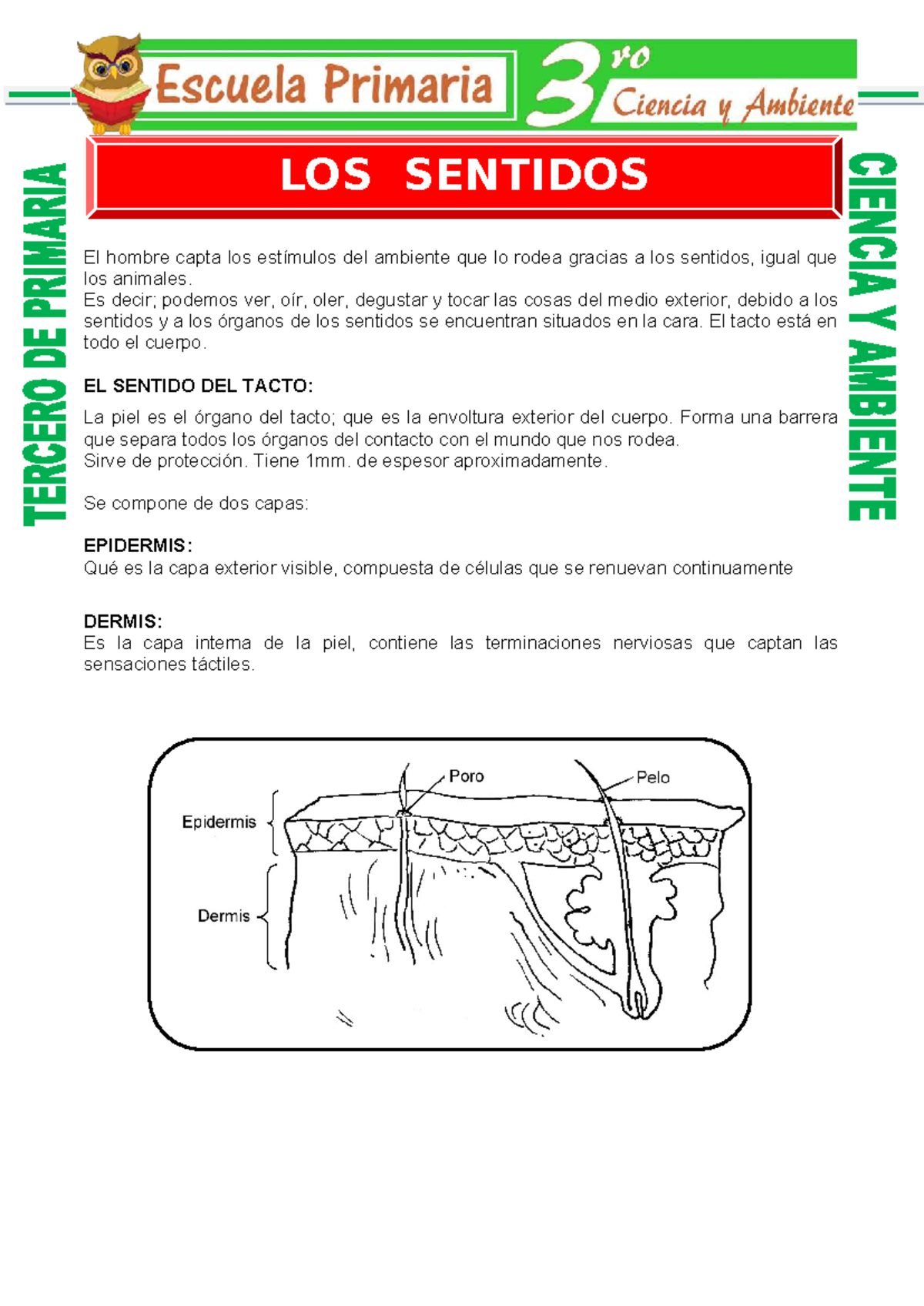 Los Sentidos: Guía de Estudio para Tercero de Primaria - Studocu