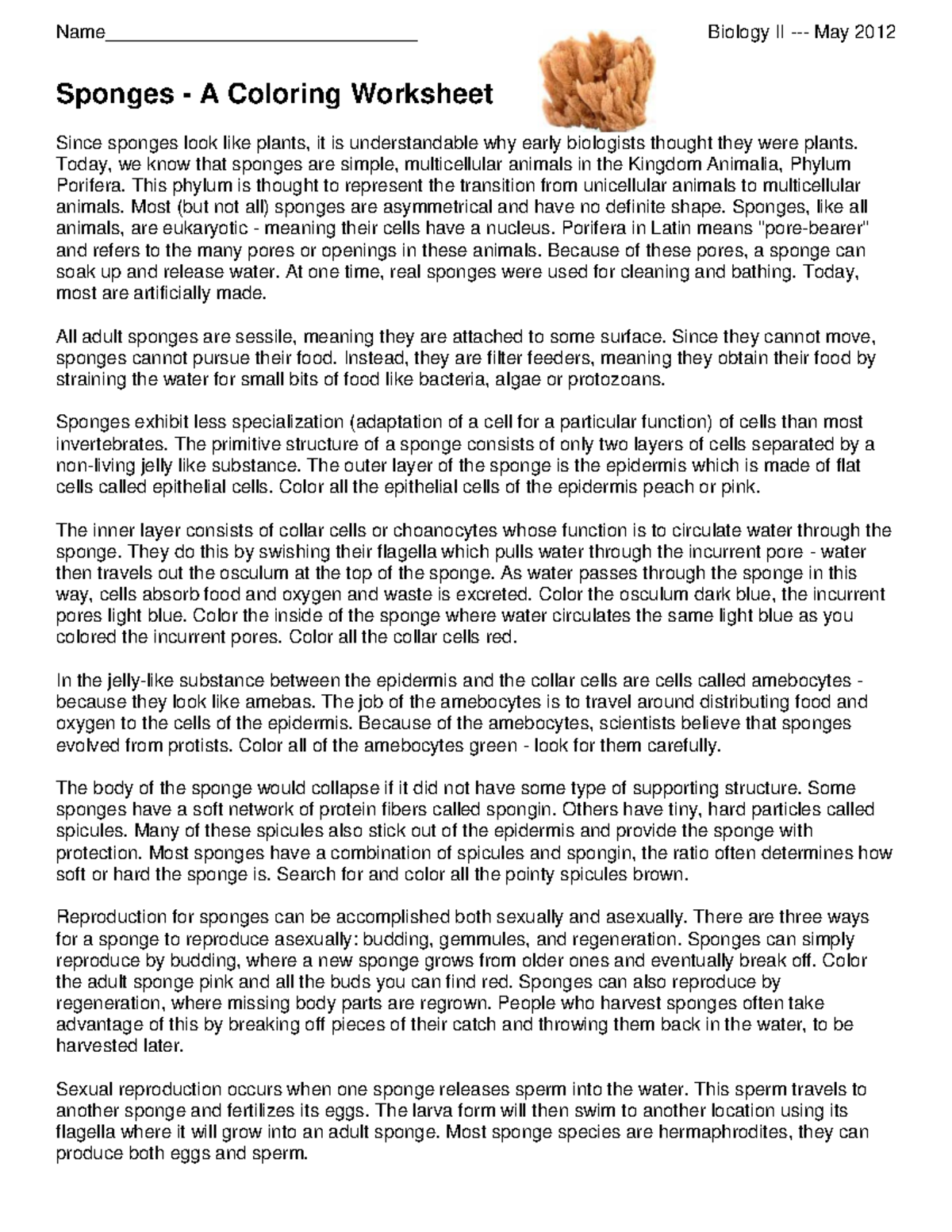 Sponge Coloring Worksheet - Name______________________________ Biology ...