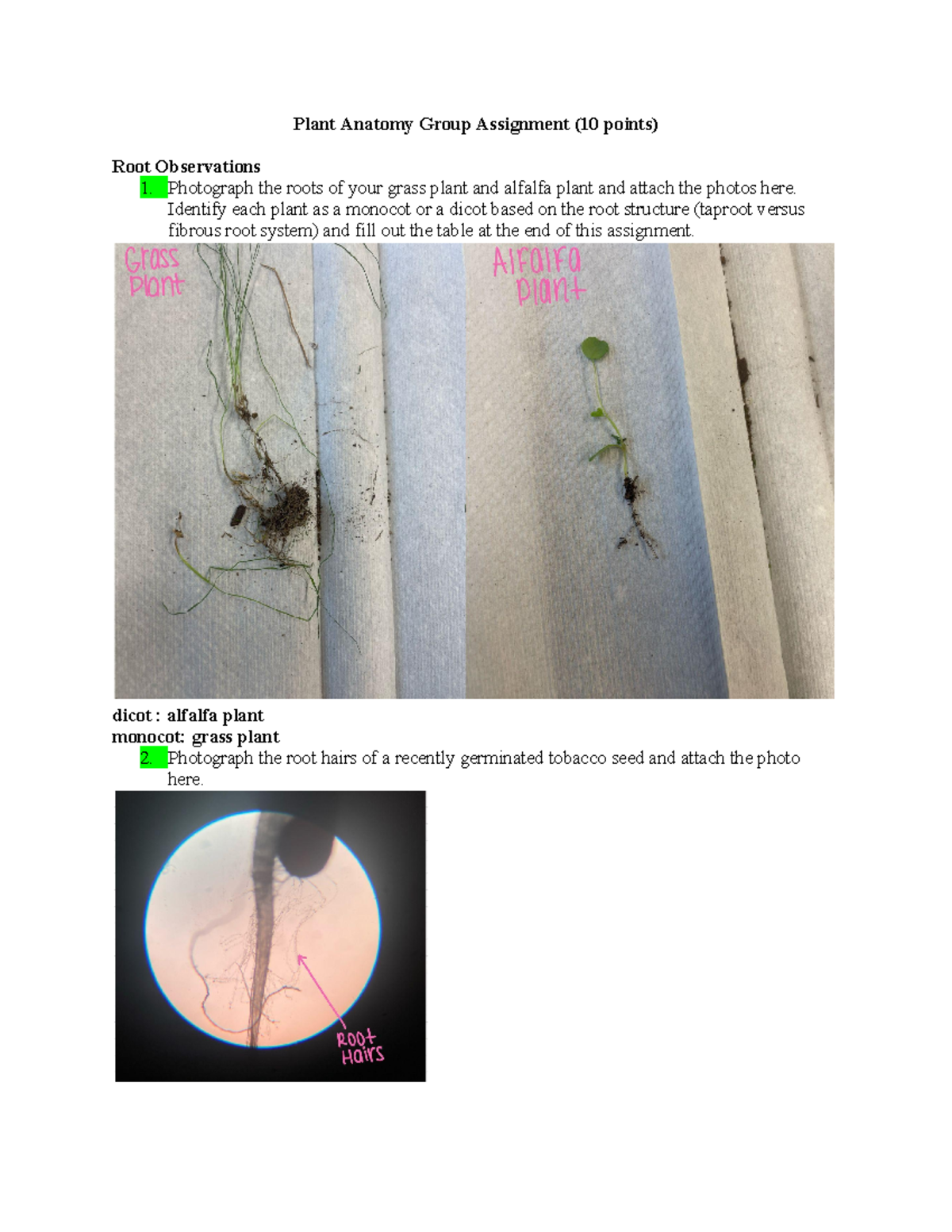 Plant Anatomy Group Assignment-S25: Monocots vs. Dicots Analysis - Studocu