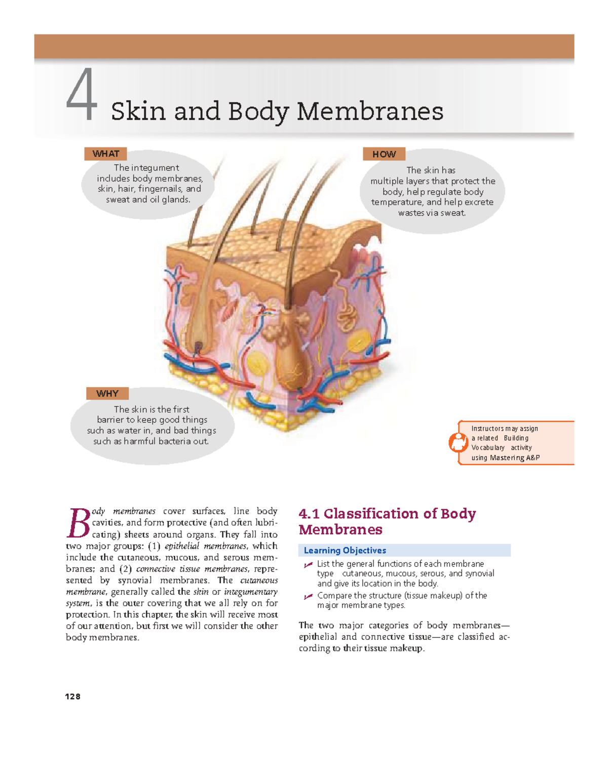Skin and Body Membranes: An In-Depth Study (BIO 101) - Studocu
