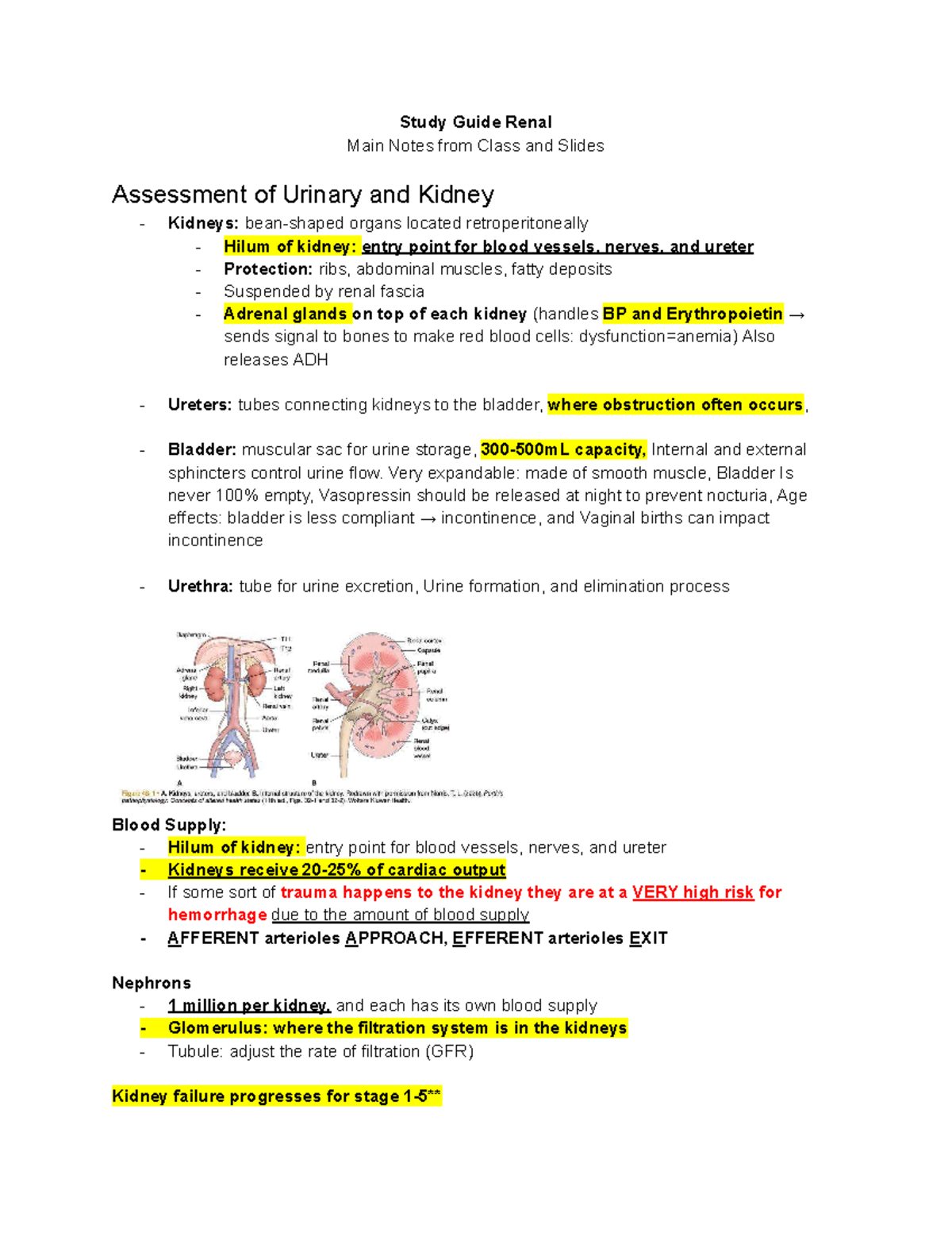 Study Guide: Renal System Overview and Key Concepts - Studocu