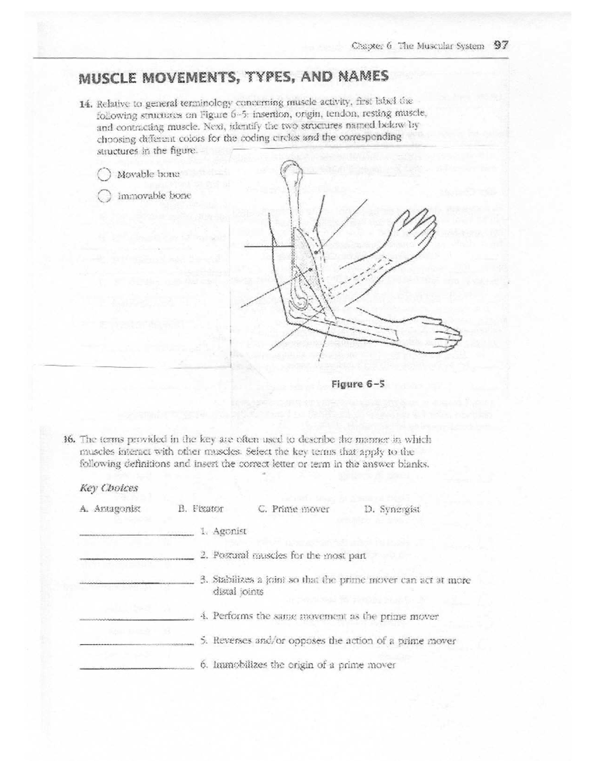 Anaphy practice material (HEART) - Chapter 6 The Muscular System 97 ...