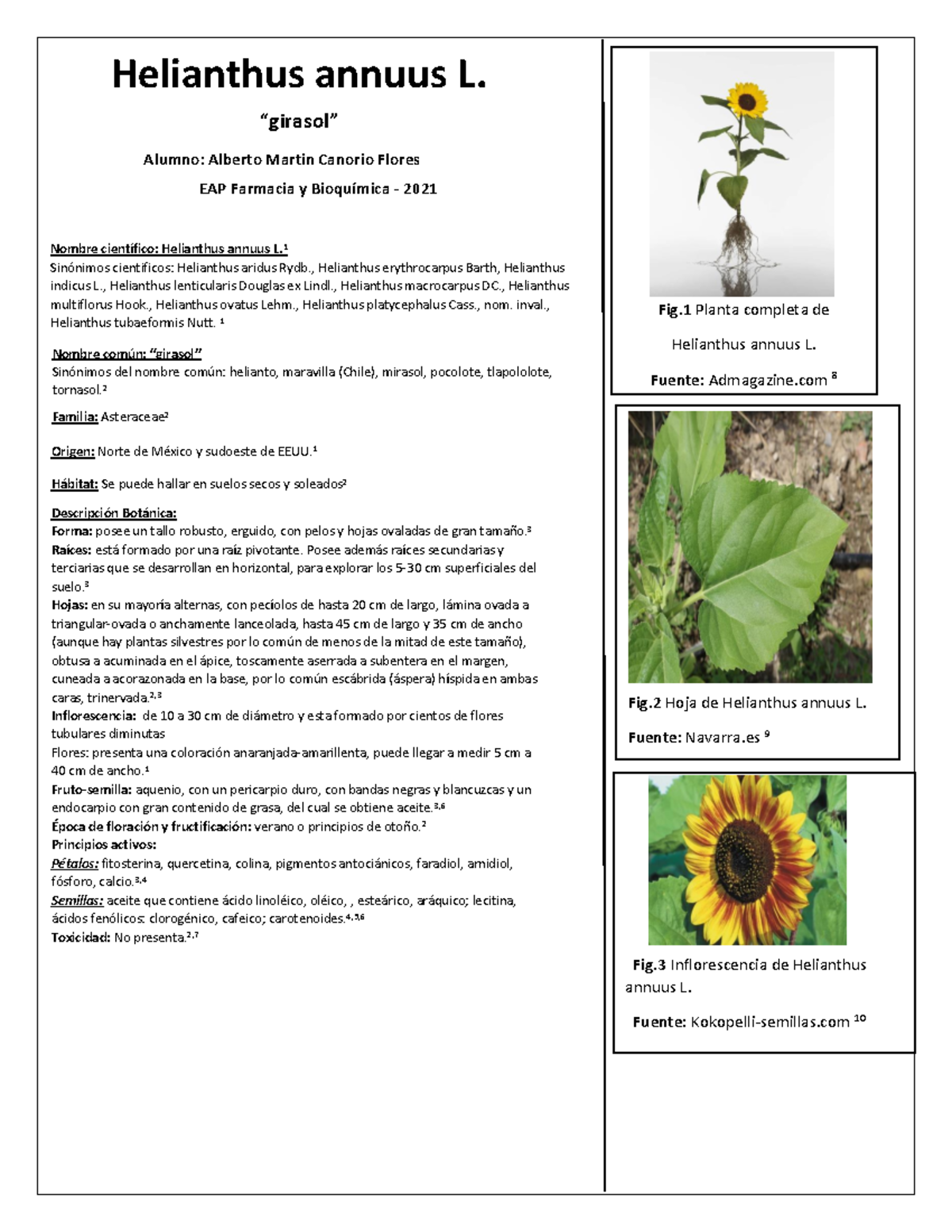Girasol ficha informativa - Helianthus annuus L. Alumno: Alberto Martin ...