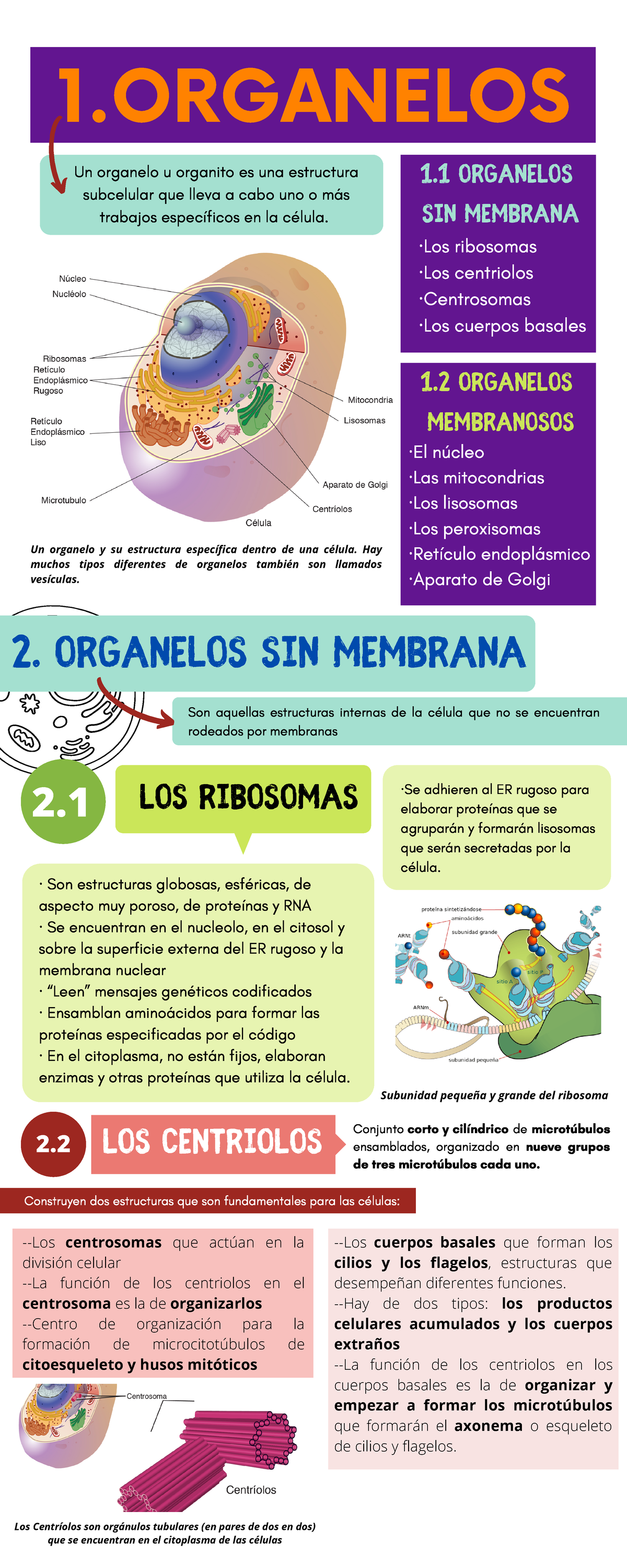 Hoja De Trabajo Sobre La Función De Los Organelos, Respuestas