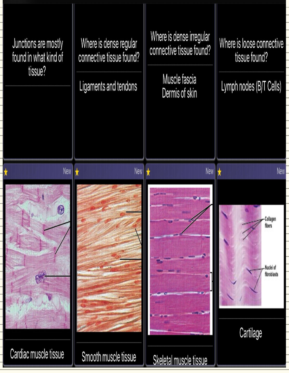 Summary of Lecture Notes on Connective Tissue for Course CODE 101 - Studocu