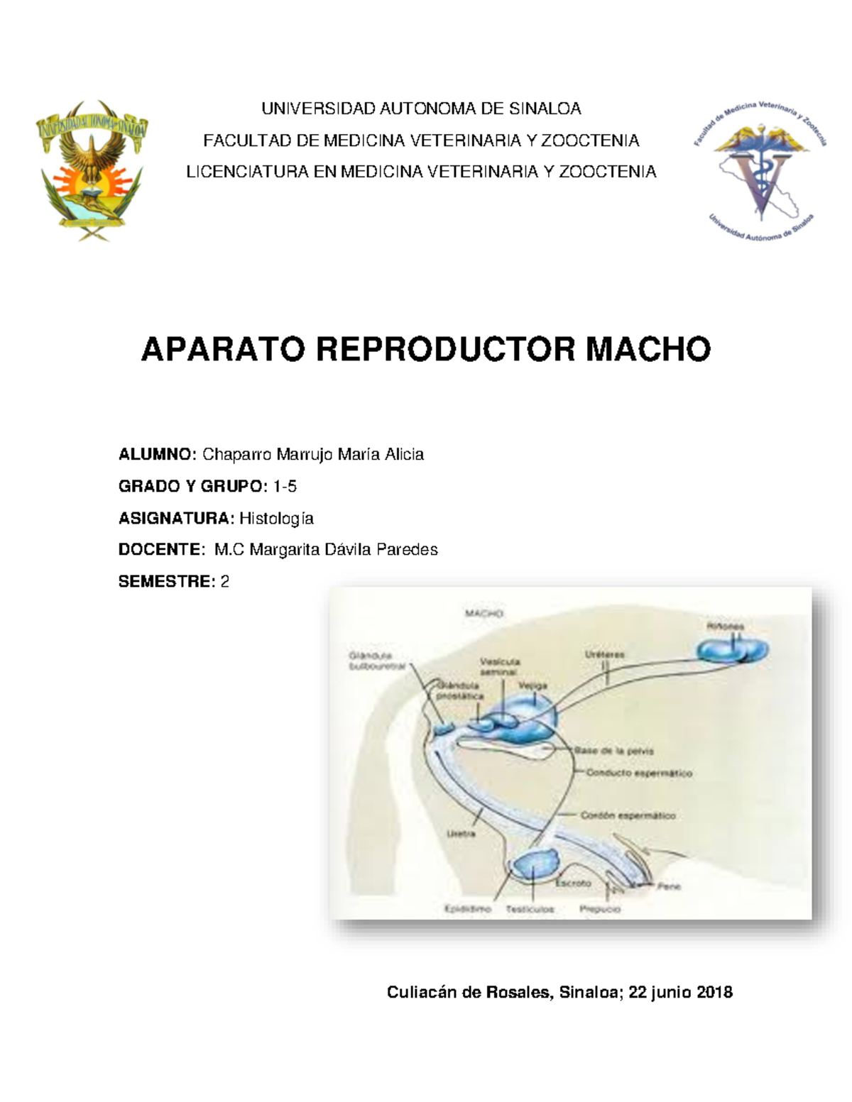 Ensayo Aparato Reproductor Macho PDF - Warning: TT: undefined function: 32 UNIVERSIDAD AUTONOMA ...