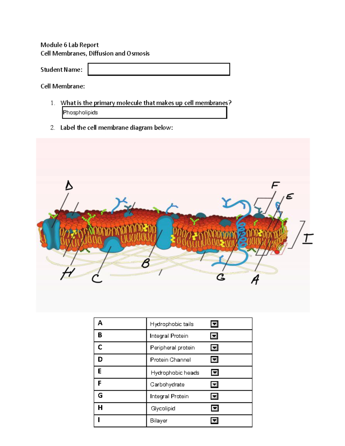 Module 6 Lab Report: Exploring Cell Membranes and Diffusion - Studocu