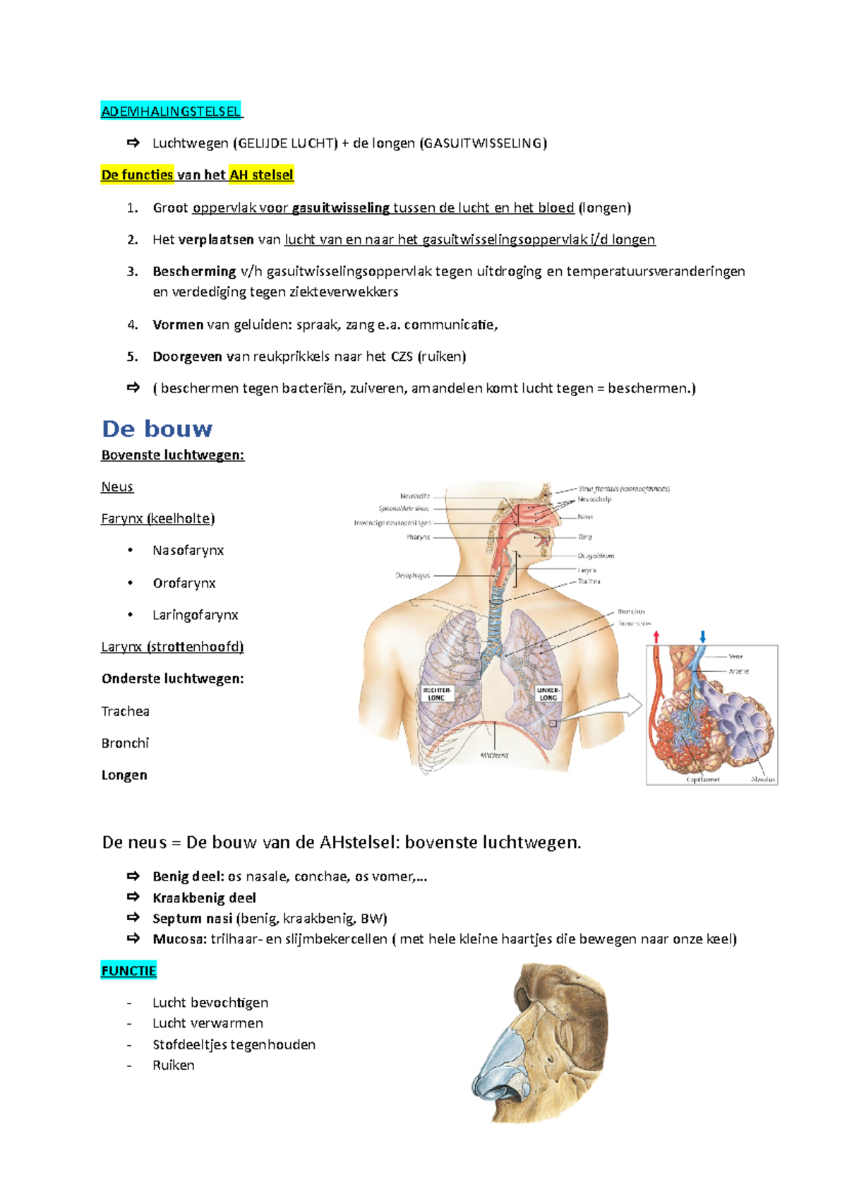 Ademhalingstelsel - anatomie - ADEMHALINGSTELSEL Luchtwegen (GELIJDE ...