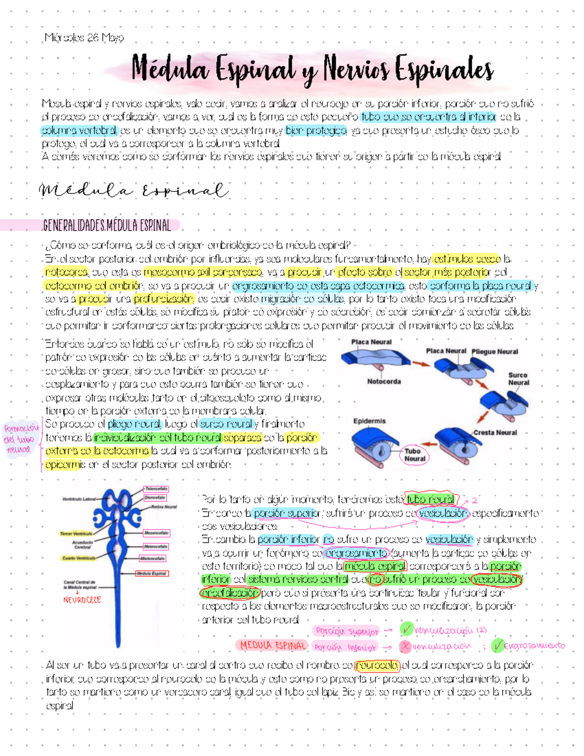 1.Médula y Nervios Espinales - Médula Espinal y Nervios Espinales ...