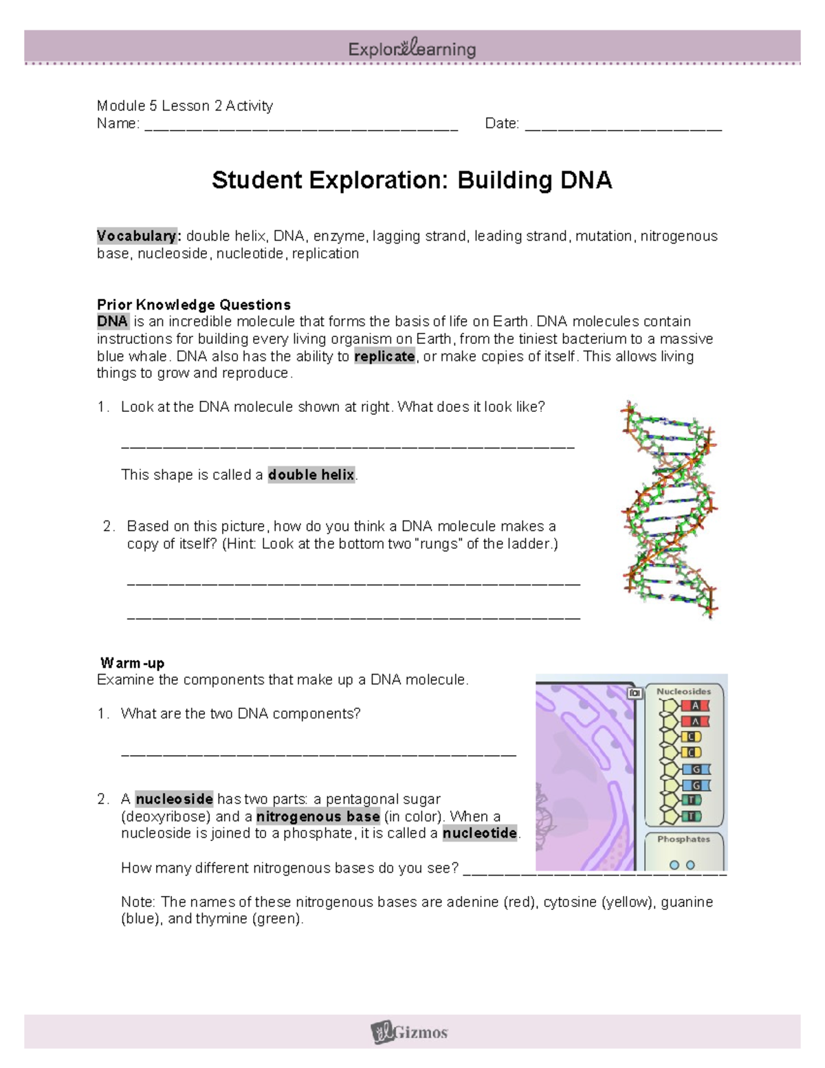 DNA structure Summary - Module 5 Lesson 2 Activity Name