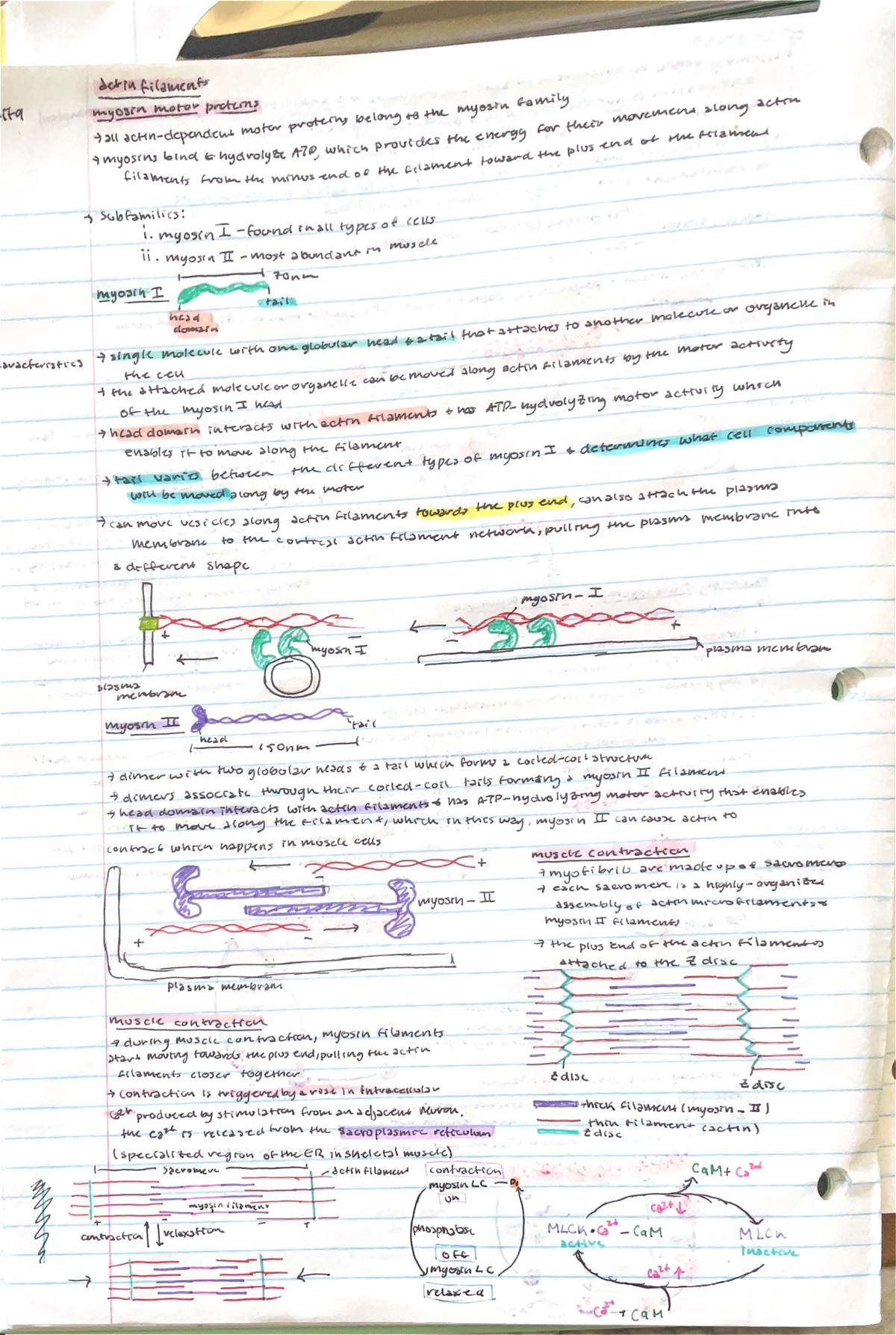 Muscle Contraction: Myosin Proteins and Actin Filament Interaction 211 ...