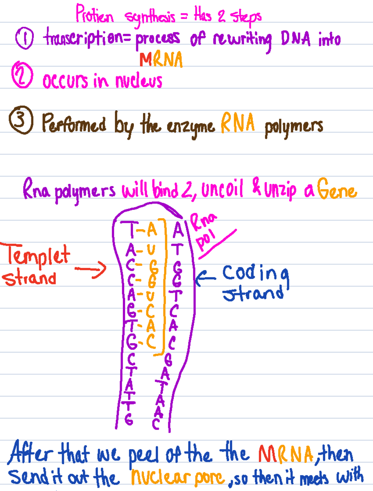 Protein Synthesis Overview: Transcription and Translation Processes ...