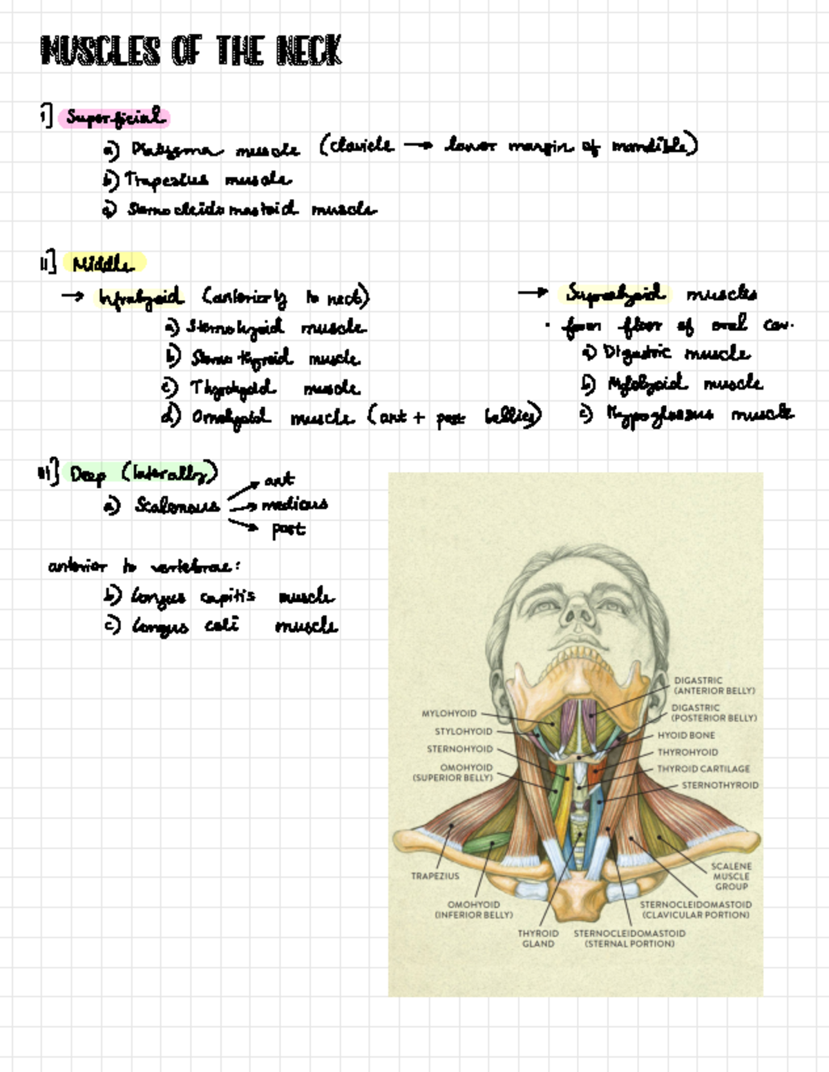 Topo Neck - MUSCLES OF THE NECK issuperficial a) Platysma muscle ...