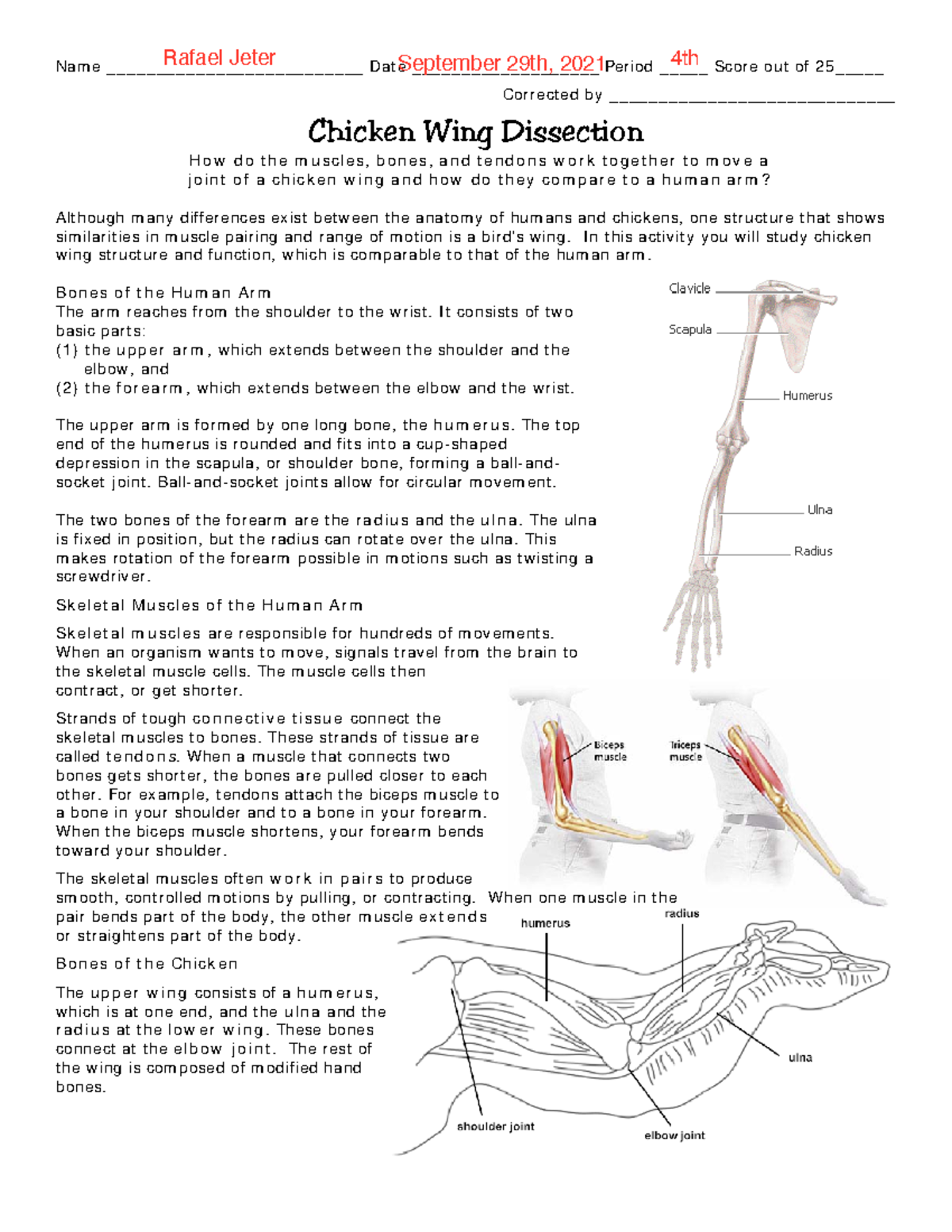 Chicken Wing Dissection Lab - Biology II - Name ...