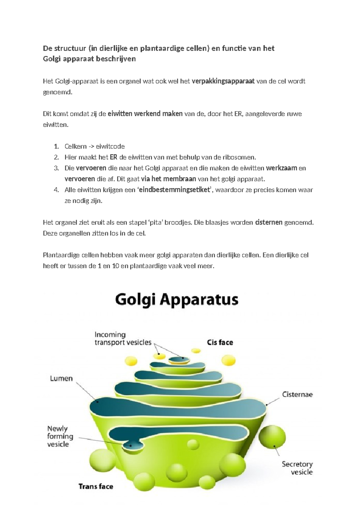 Golgi Apparaat - Samenvatting Celbiologie en Functies - Studeersnel