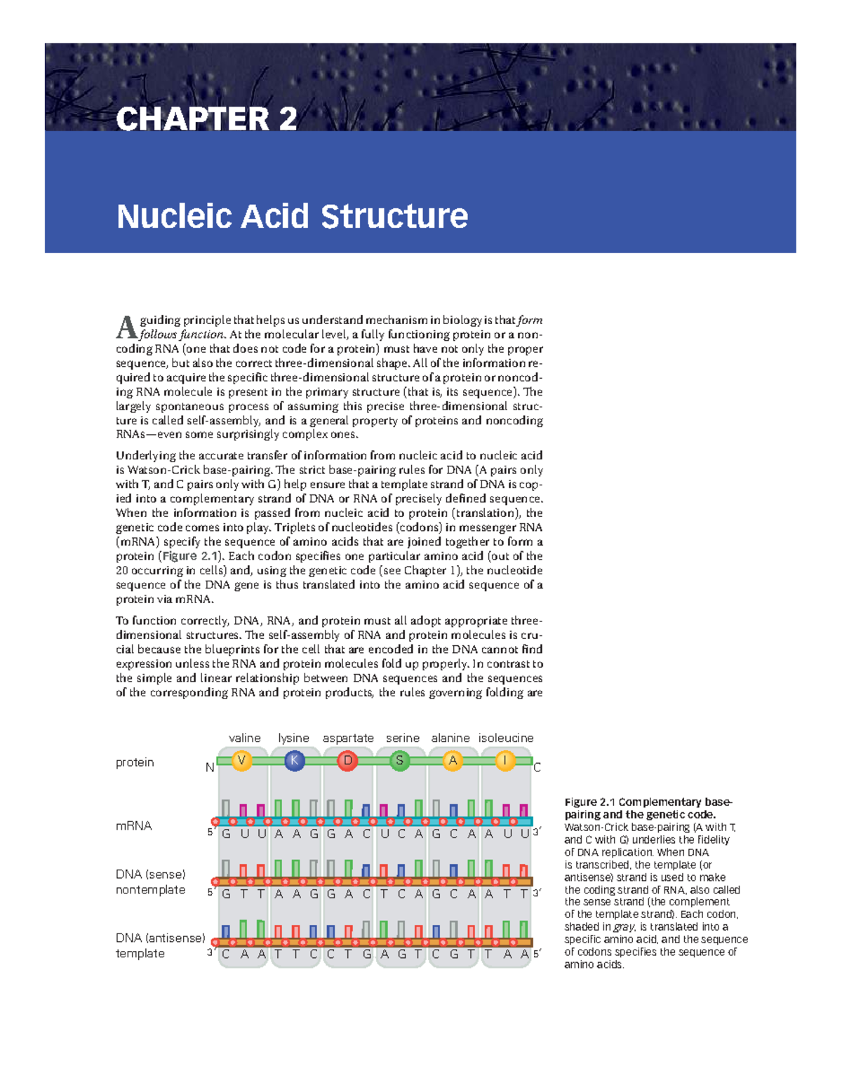 CHAPTER 2: Nucleic Acid Structure and Function in Biology - Studocu