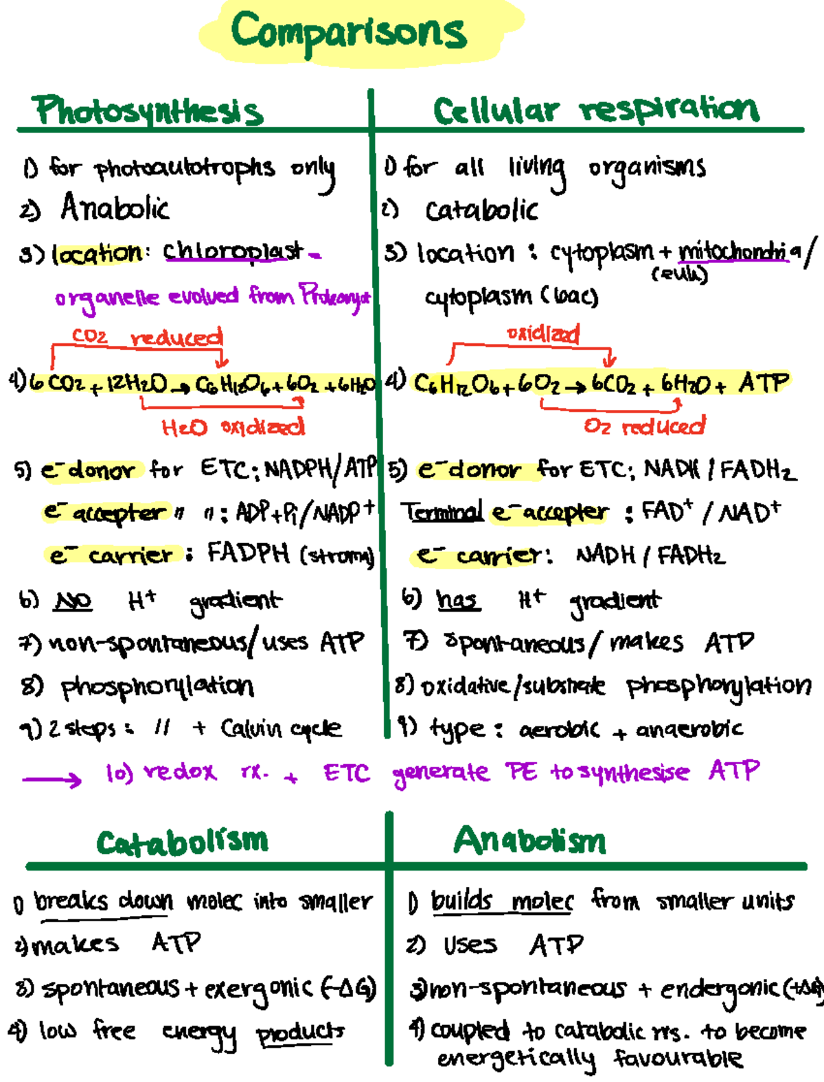 Final Exam Study Guide: Photosynthesis & Cellular Respiration - Studocu