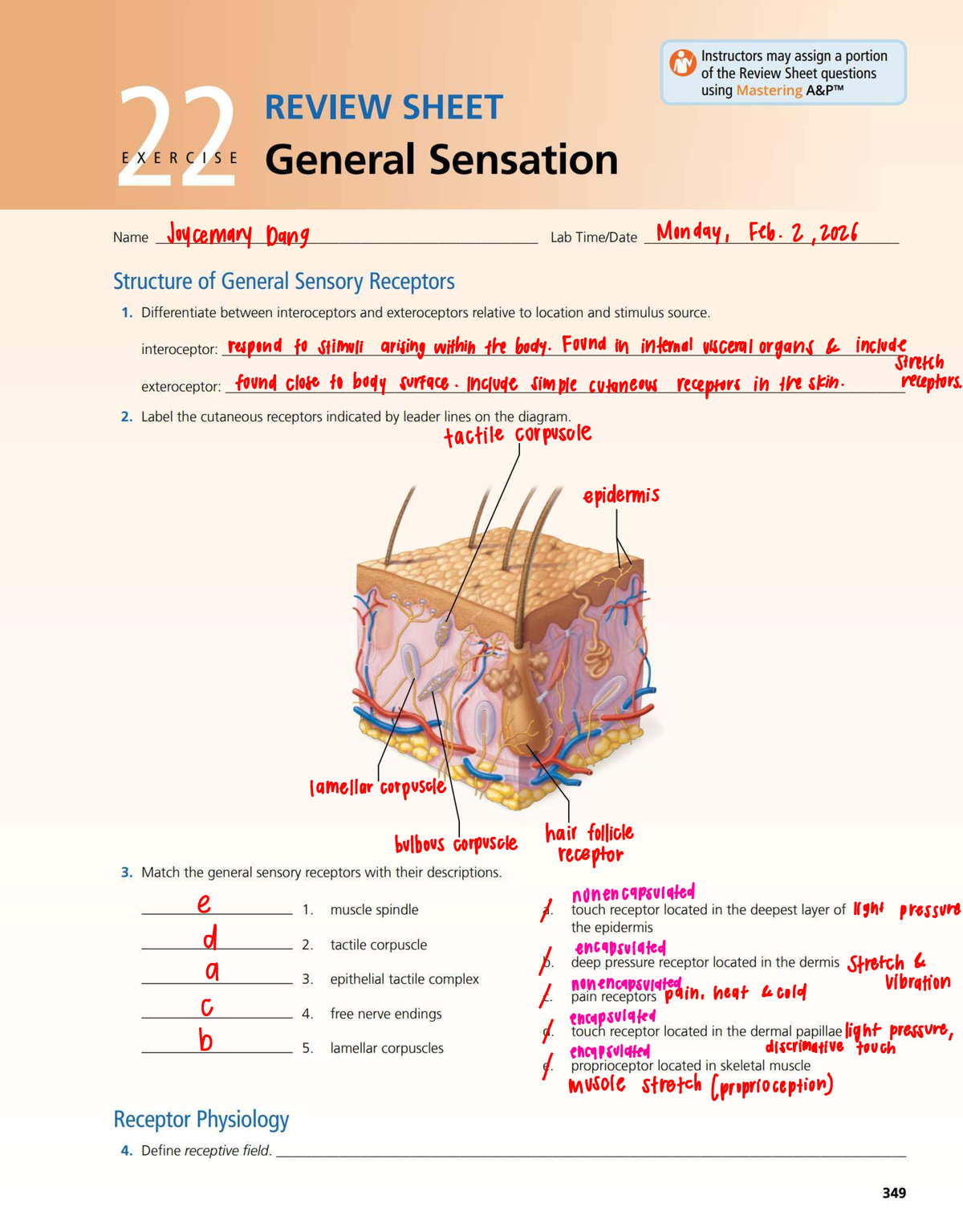 PHYS 1280 Lab: Investigating Sensory Responses in Human Anatomy - Studocu