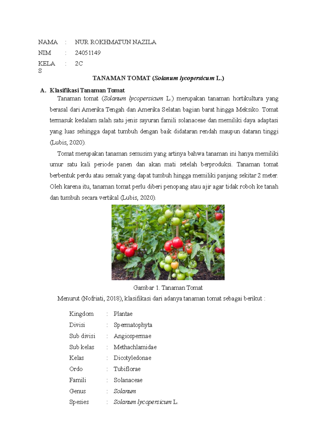 Kelas 2C: Budidaya dan Pasca Panen Tanaman Tomat (Solanum lycopersicum ...