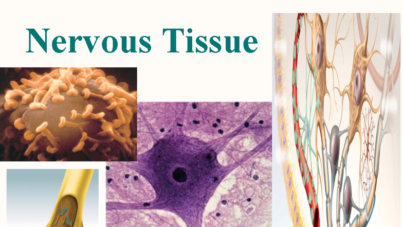 Nervous Tissue & System Overview: Key Steps & Functions - Studocu
