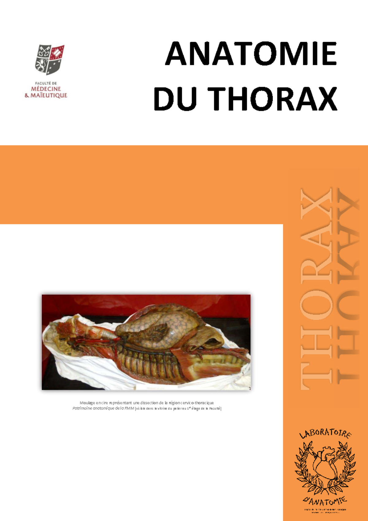 THORAX ANATOMIE DU THORAX - Moulage en cire et Dissection - Studocu