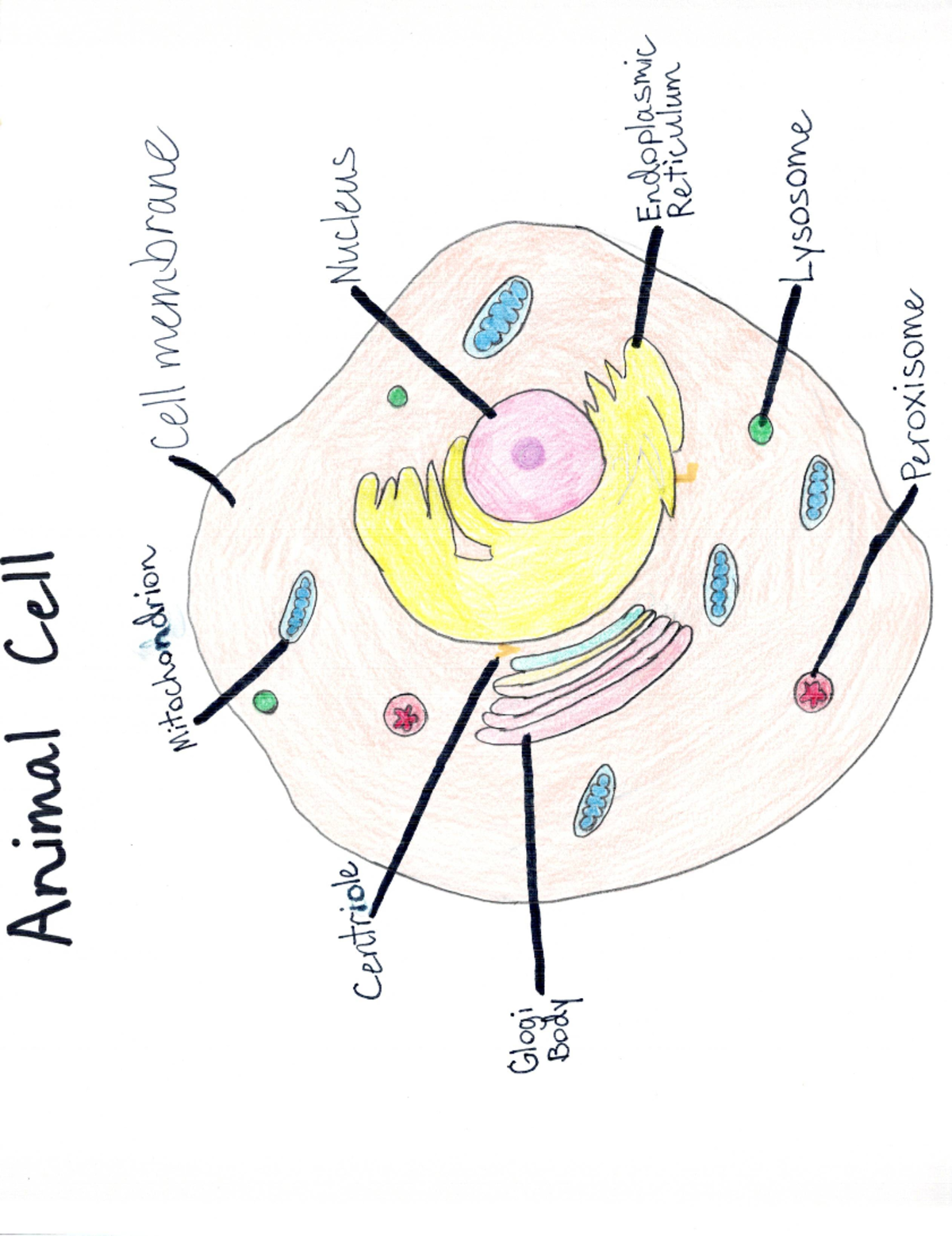 Animal Cell labeled drawing - BIOS1010 - Animal Cell Mitochondrion Cell ...