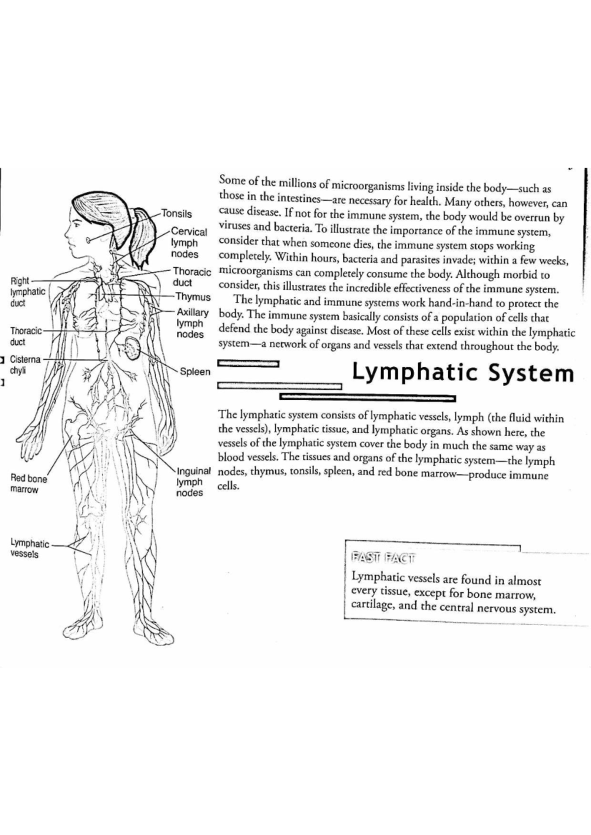 Final Exam Study Guide for ABC123: Immune & Lymphatic Systems ...
