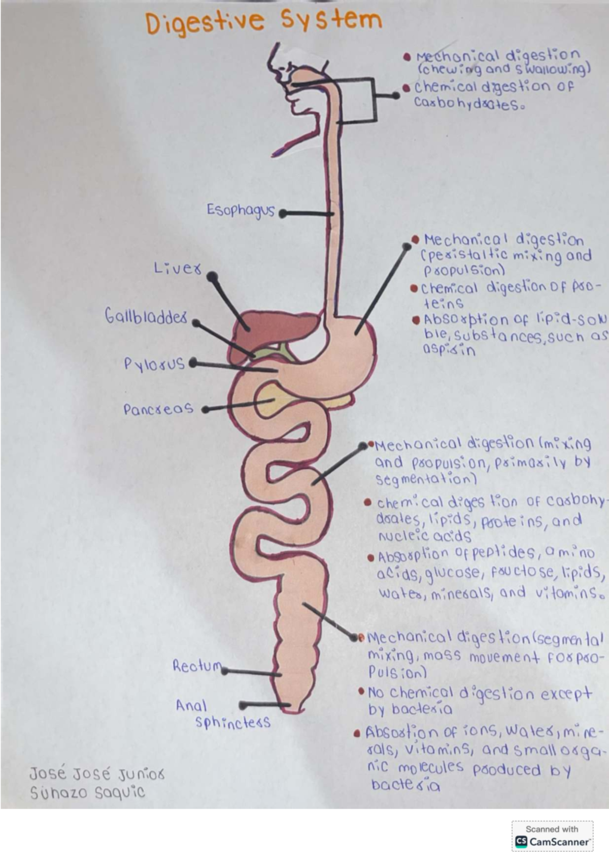 Digestive System Overview: Mechanical & Chemical Digestion - Studocu