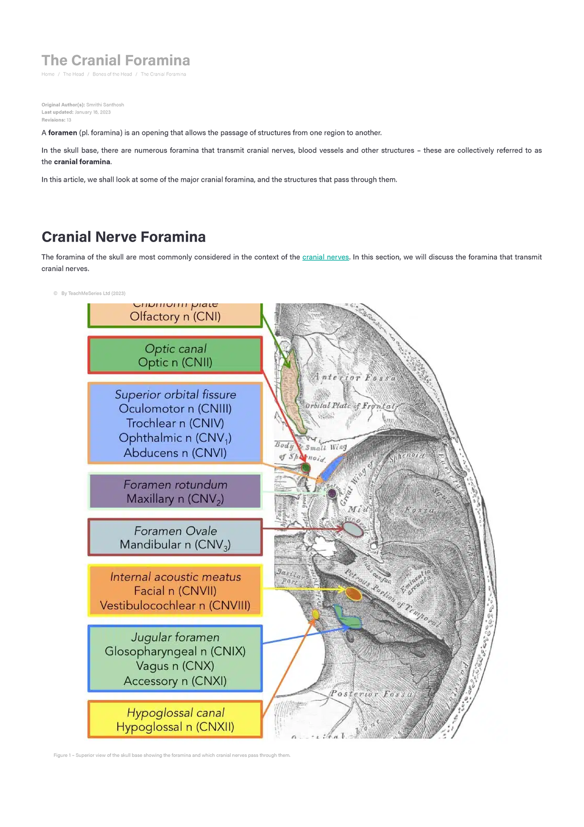Skull Cranial Nerves Passages SKULL VAULT, CRANIAL CAVITY & MENINGES